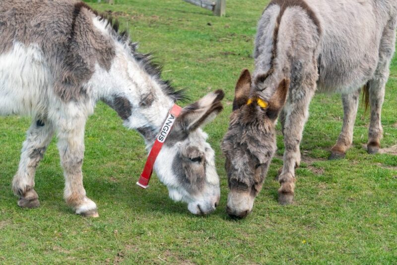 How Animal Sanctuaries Contribute to Preserving Endangered Species