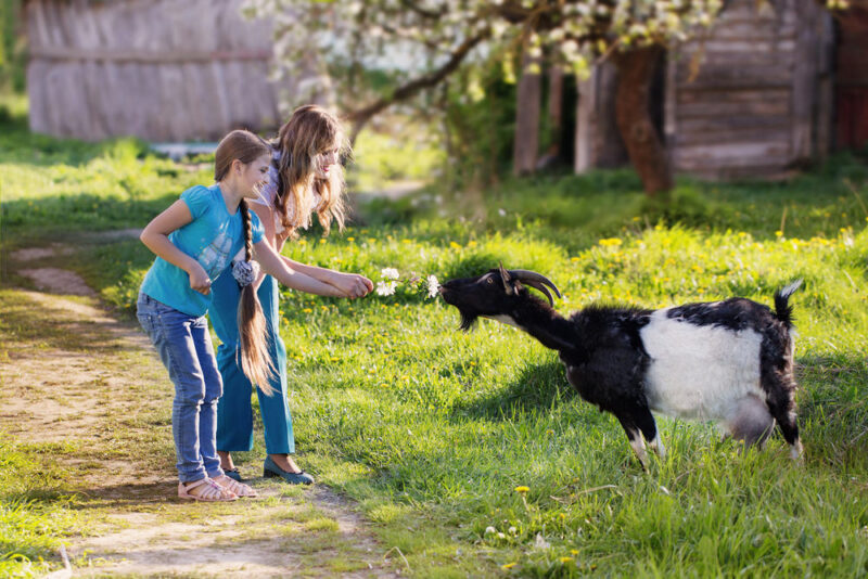 How Animal Sanctuaries Provide a Safe Haven for Animals in Need